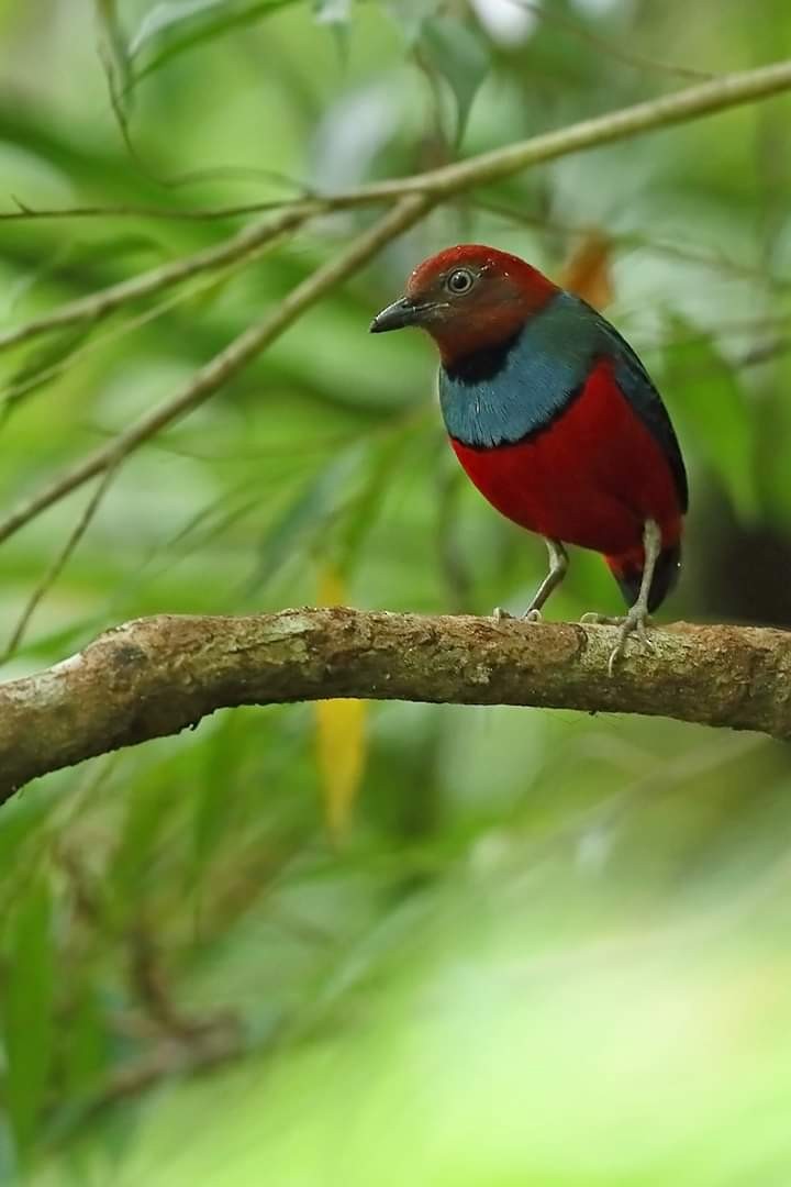 eBird Checklist - 25 Nov 2019 - Sangihe - 1 species