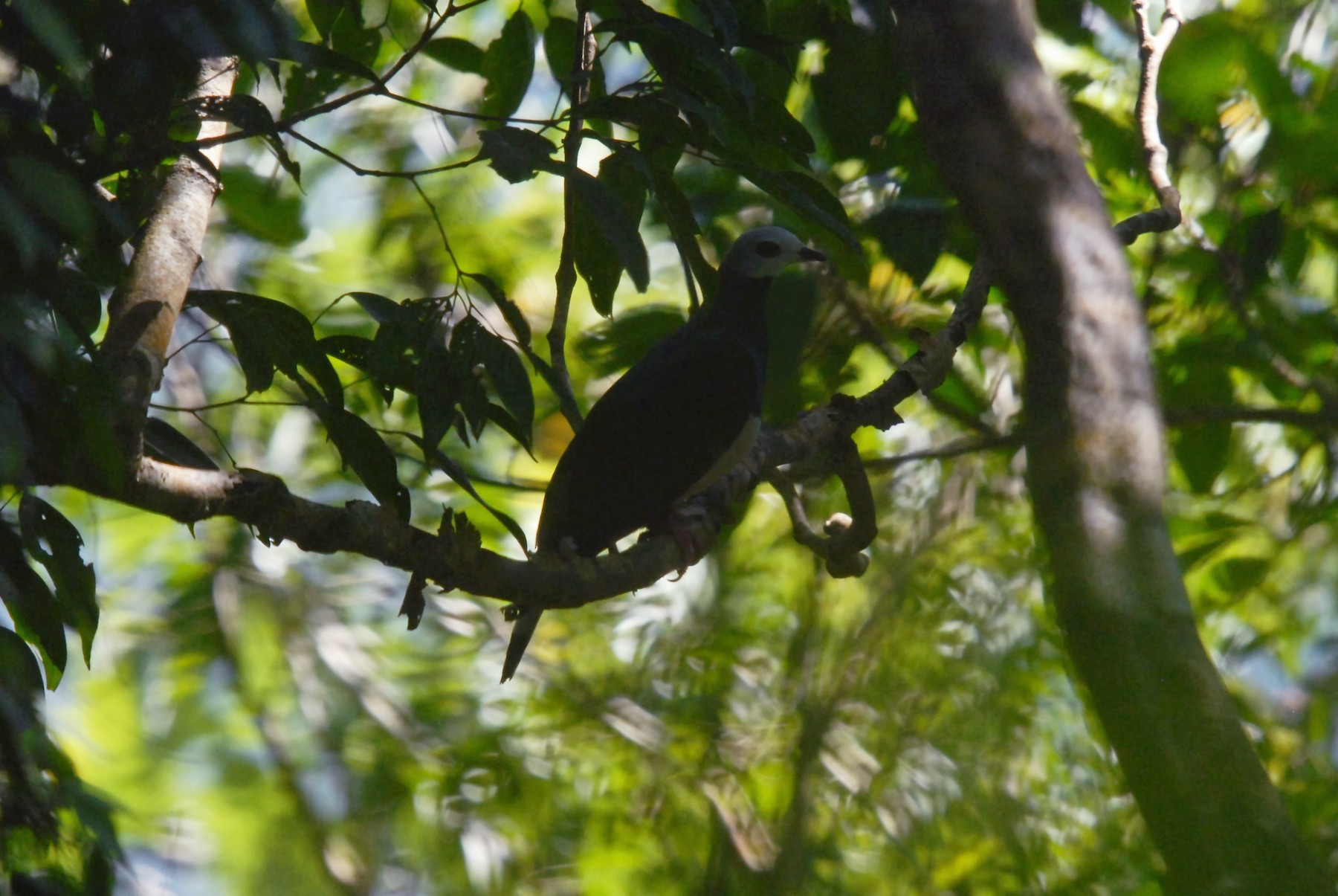 Pink-bellied Imperial-Pigeon - eBird
