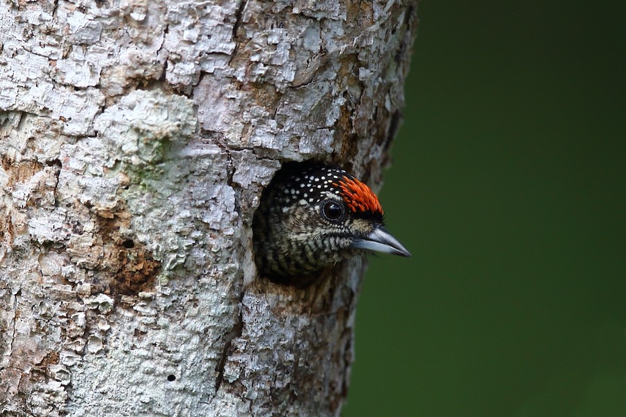 Golden-spangled Piculet (Buffon's) - eBird