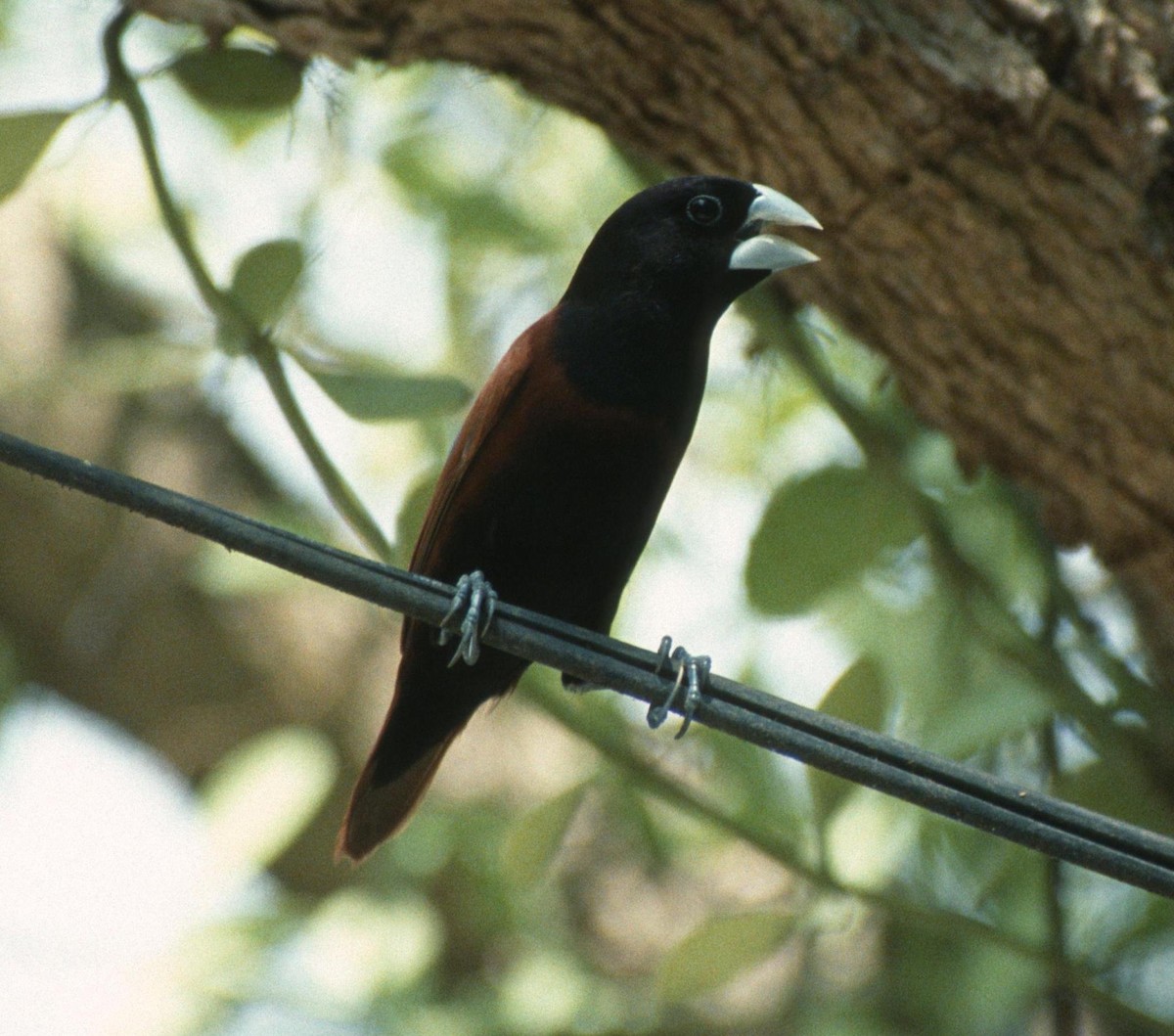 Chestnut Munia (formosana) - eBird