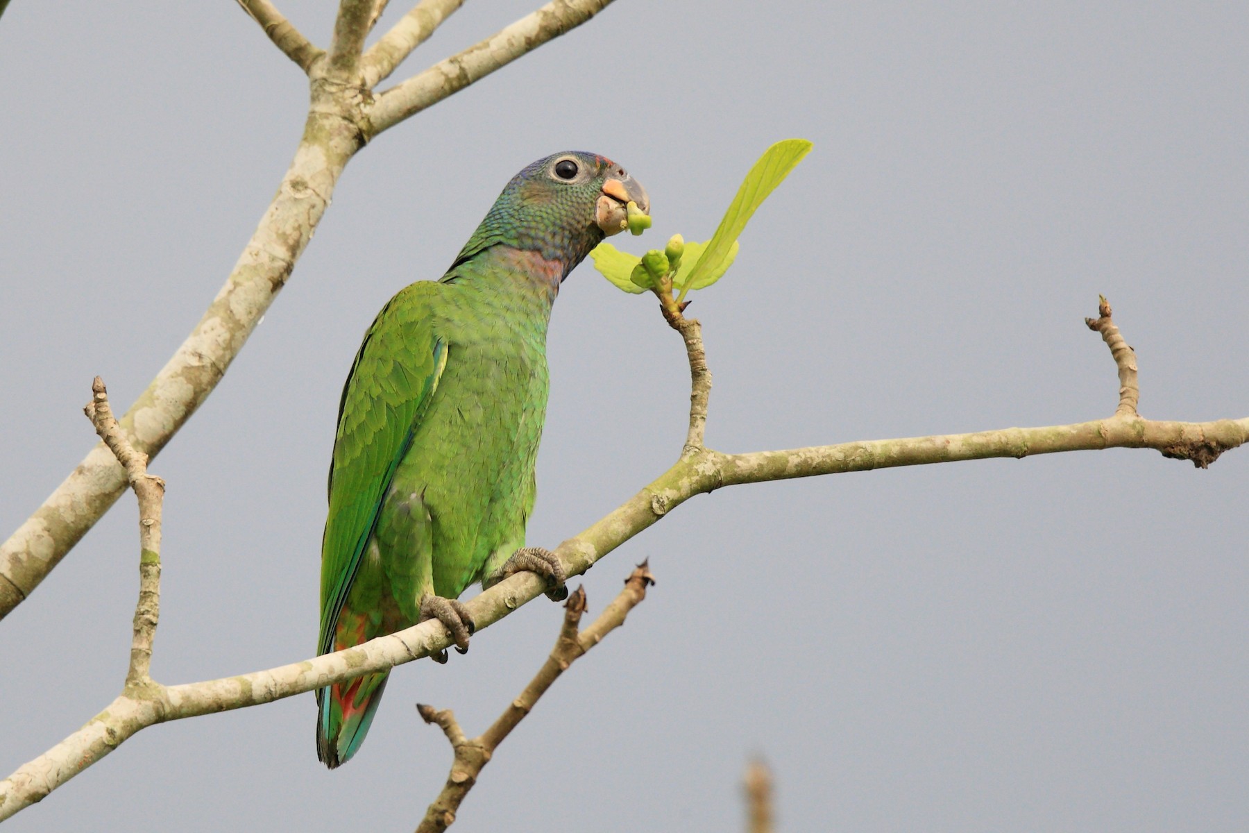 Pione à tête bleue (menstruus/rubrigularis) - eBird