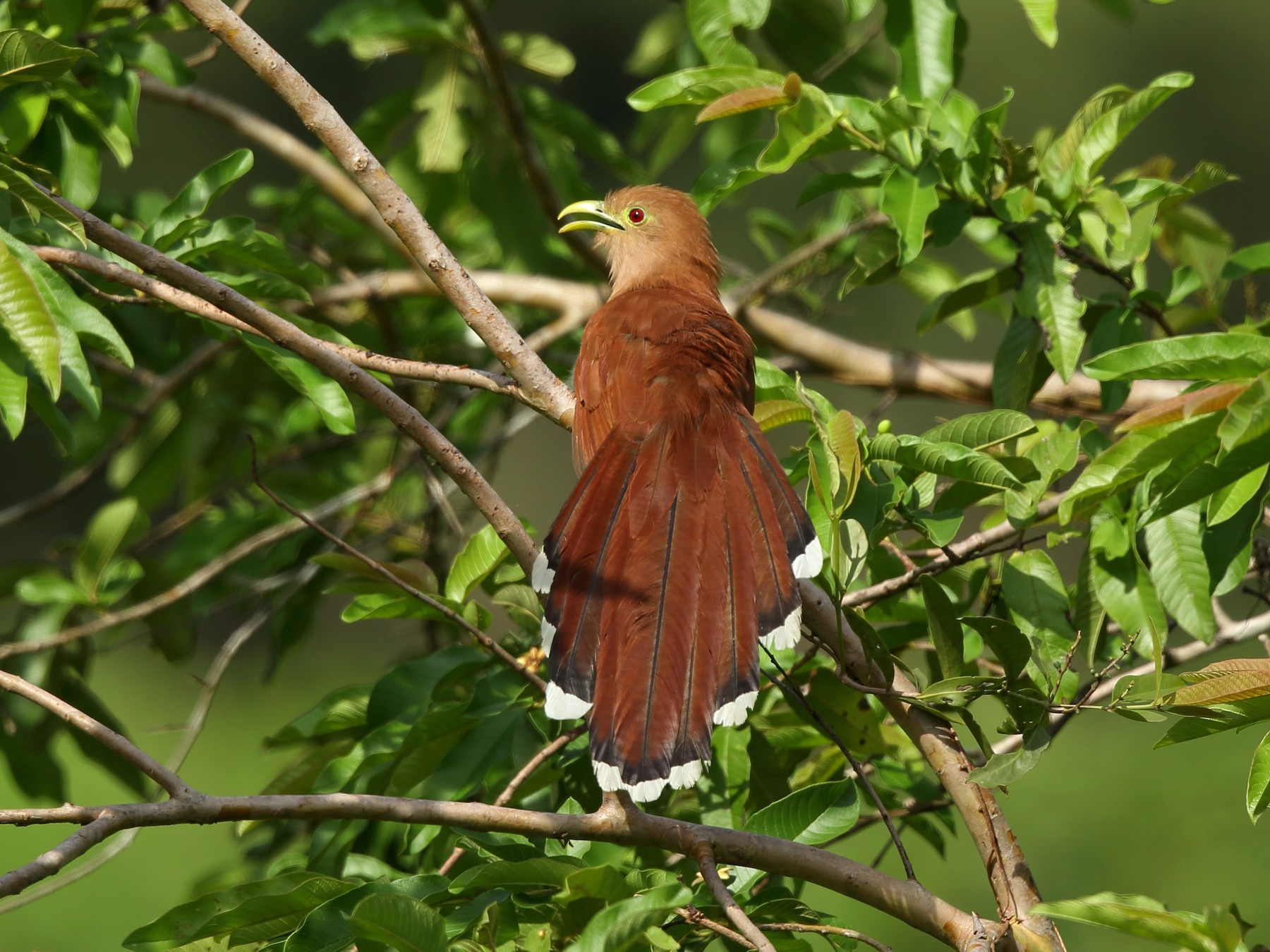 Cuclillo Canelo (thermophila) - eBird