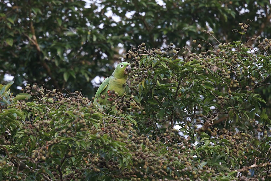 Amazona Harinosa (guatemalae/virenticeps) - eBird