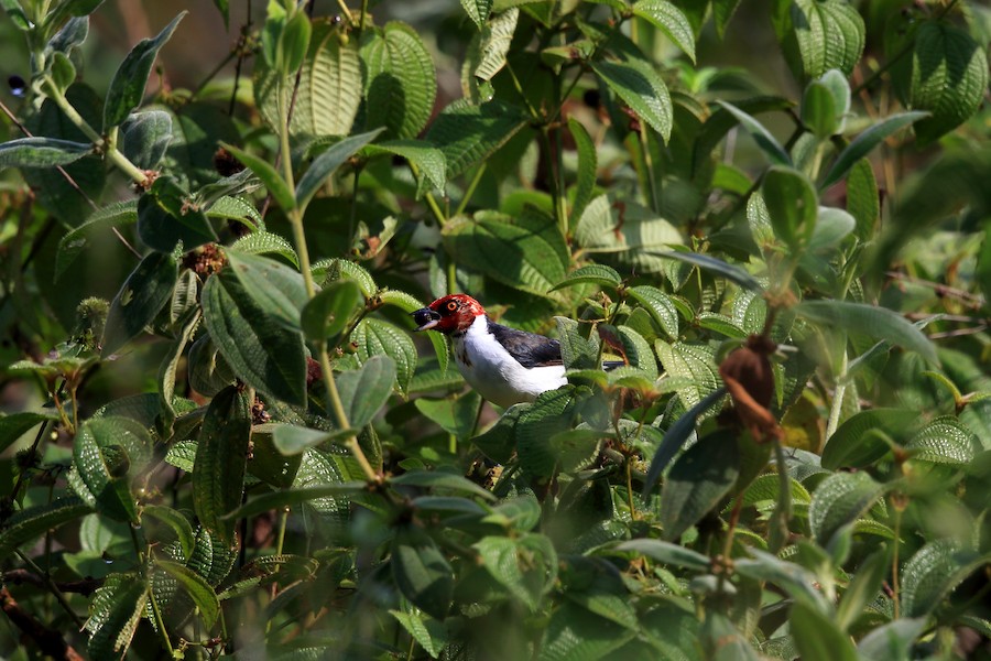 Red-capped Cardinal (Red-capped) - eBird