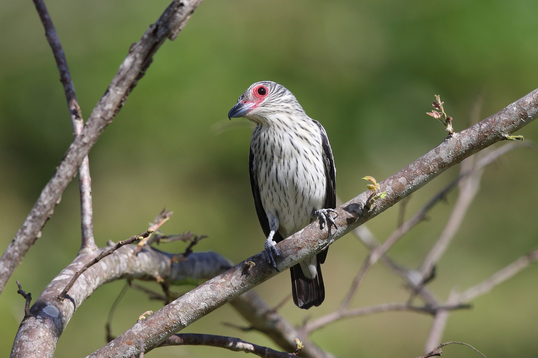 Black-tailed Tityra (Eastern) - eBird