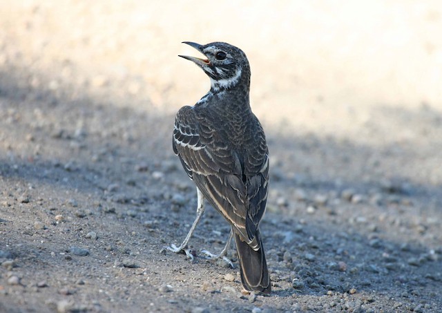 Photos - Dusky Lark - Pinarocorys nigricans - Birds of the World