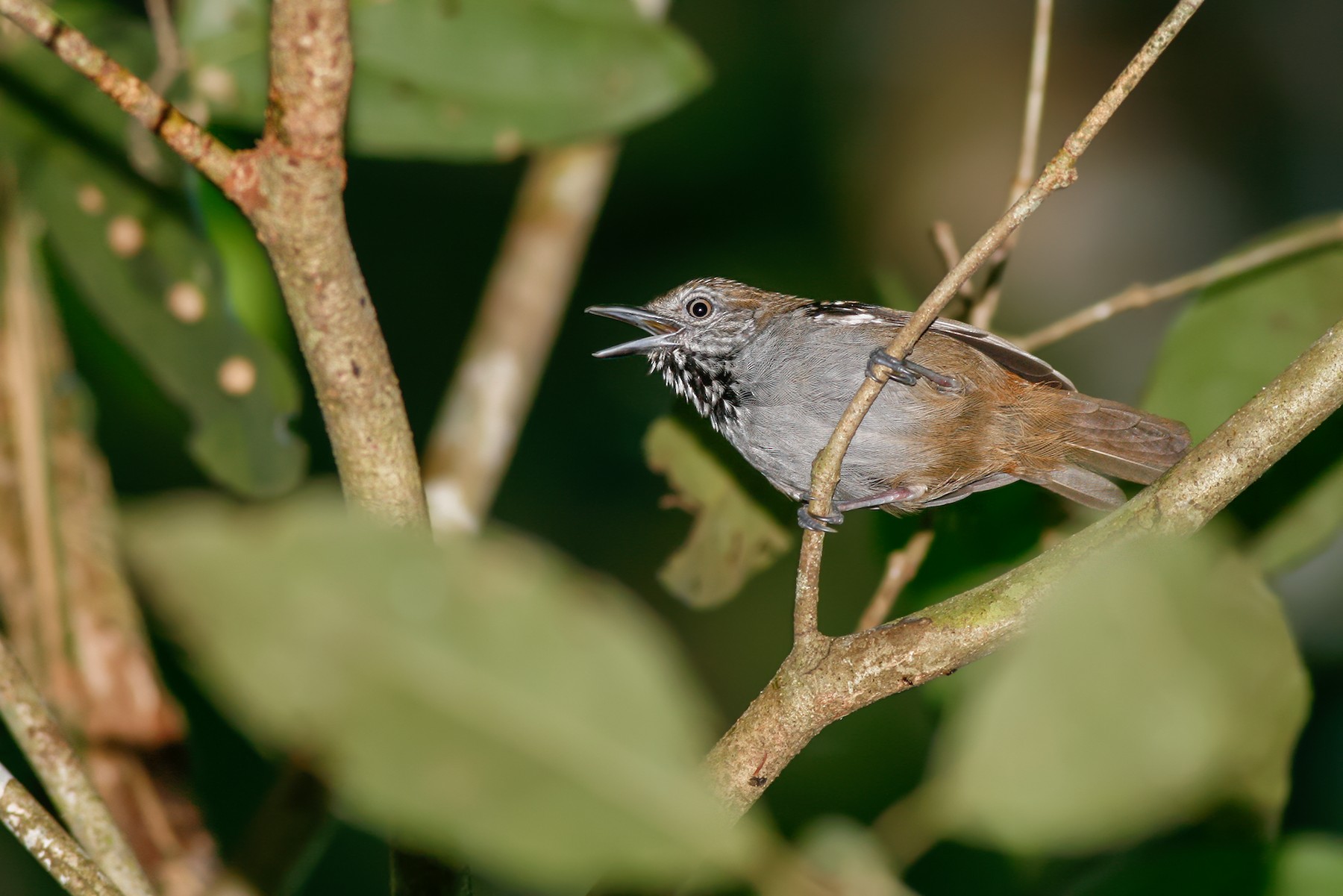 Rio Madeira Stipplethroat (Roosevelt) - eBird