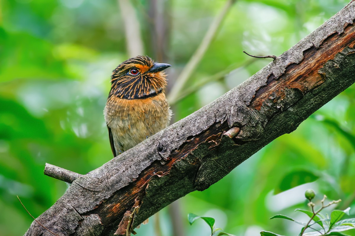 Crescent-chested Puffbird (Greater) - eBird