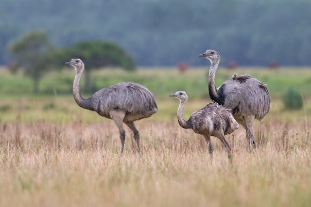 Greater Rhea