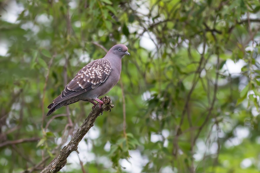 Paloma moteada común (maculosa) - eBird