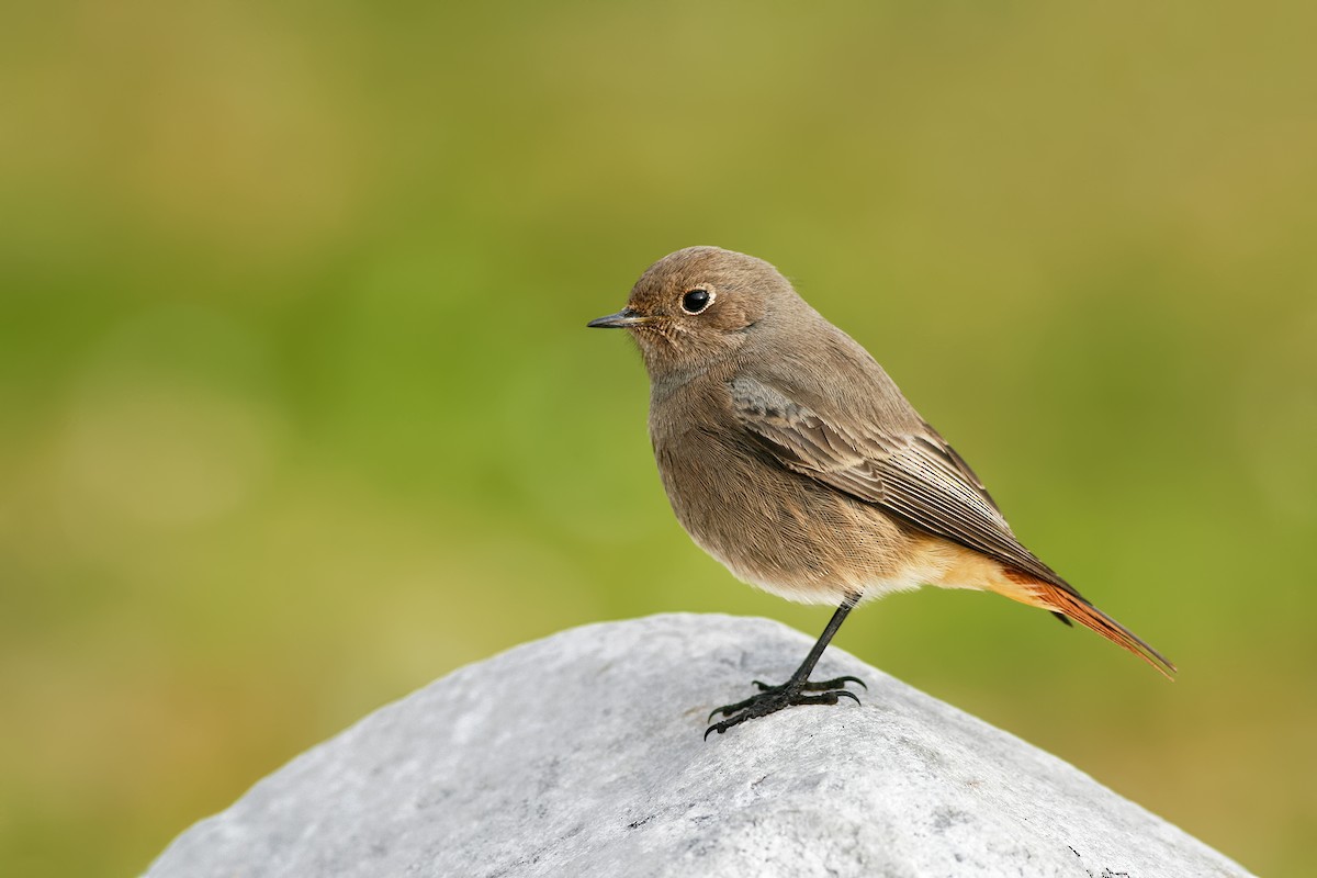Black Redstart (Western) - eBird