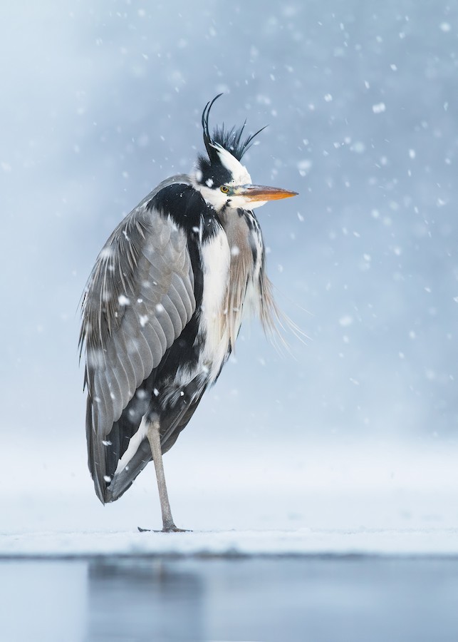Garza Real (Paleártico) - eBird