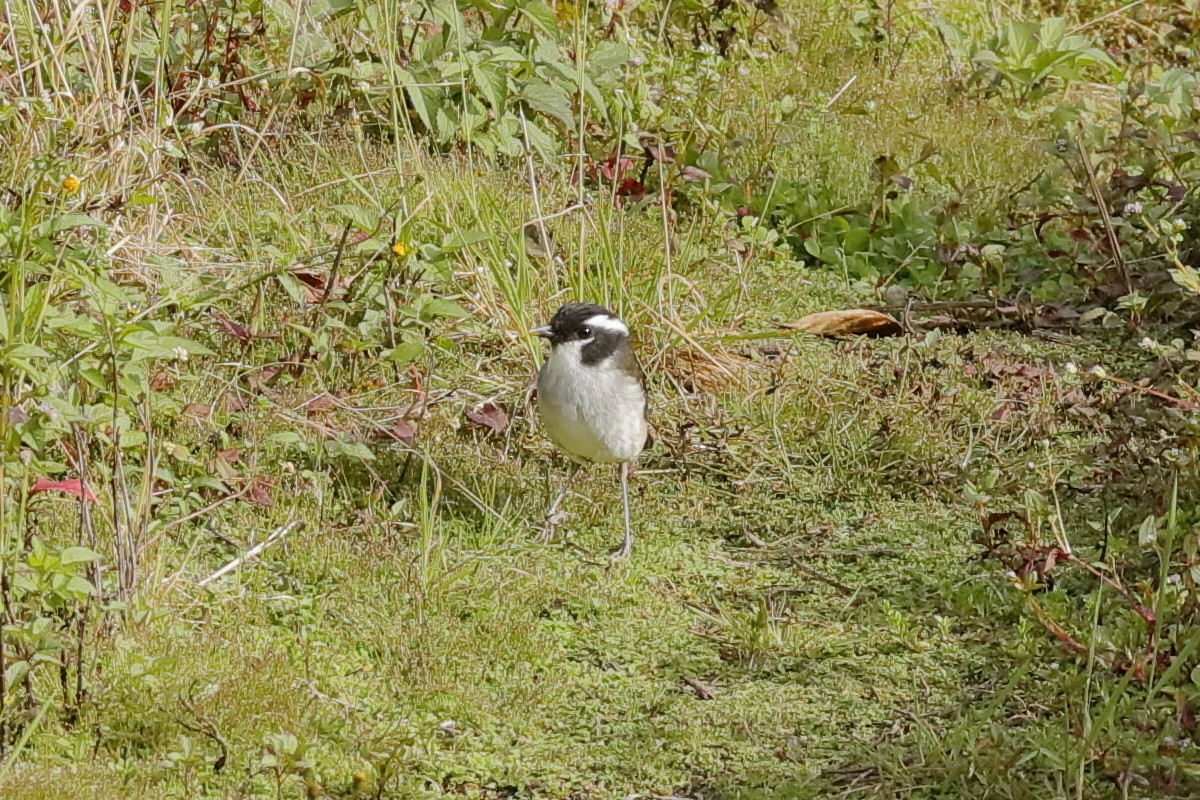 Ashy Robin (Black-capped) - eBird