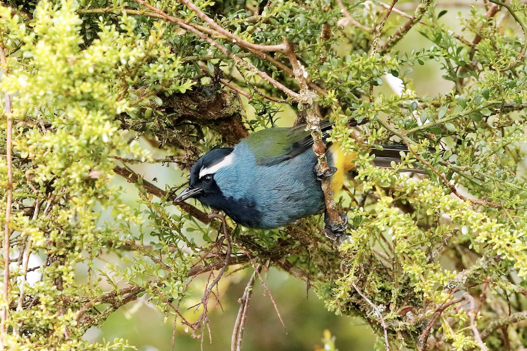 Eastern Crested Berrypecker - eBird