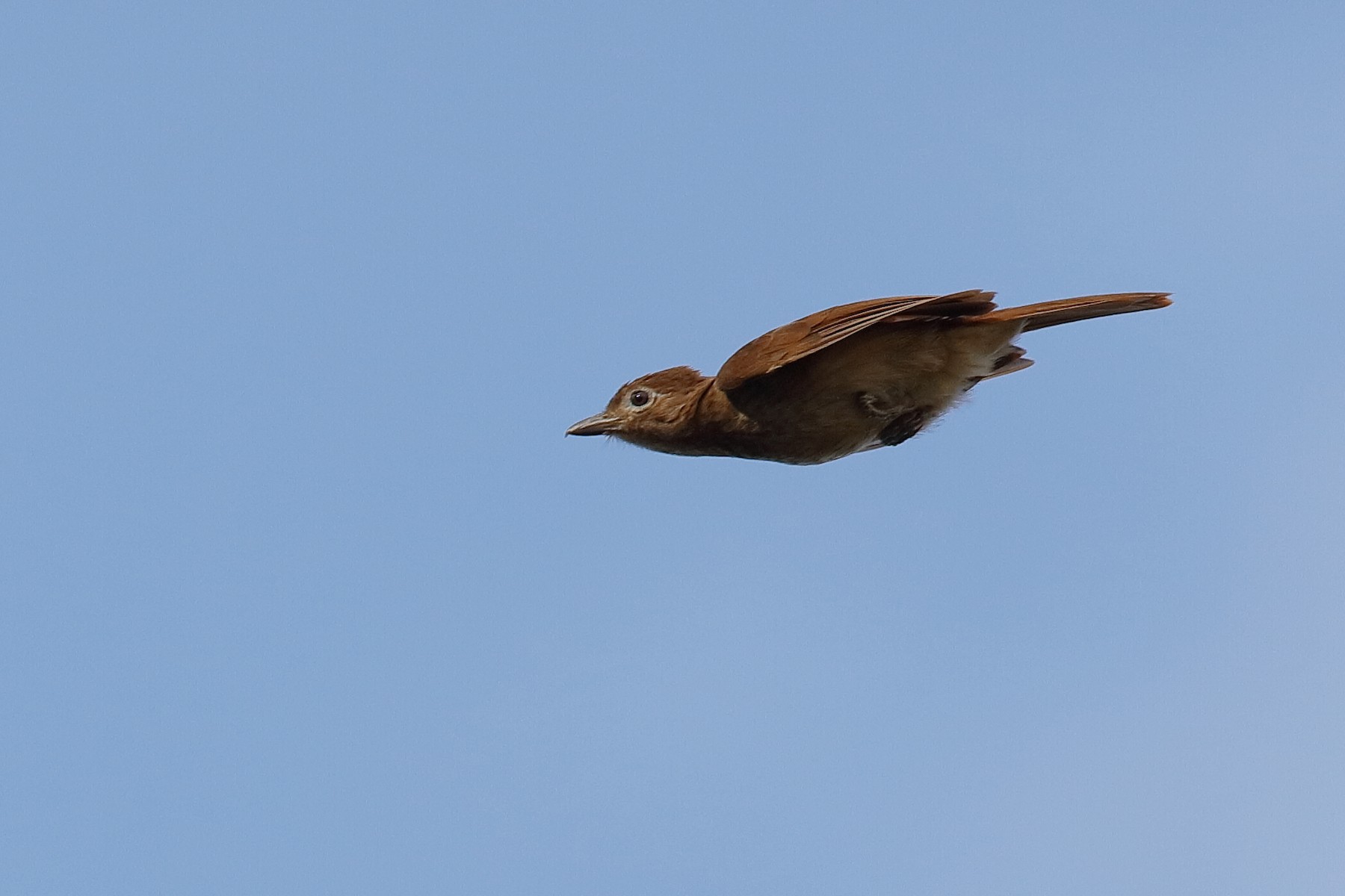 White-bellied Pitohui - eBird
