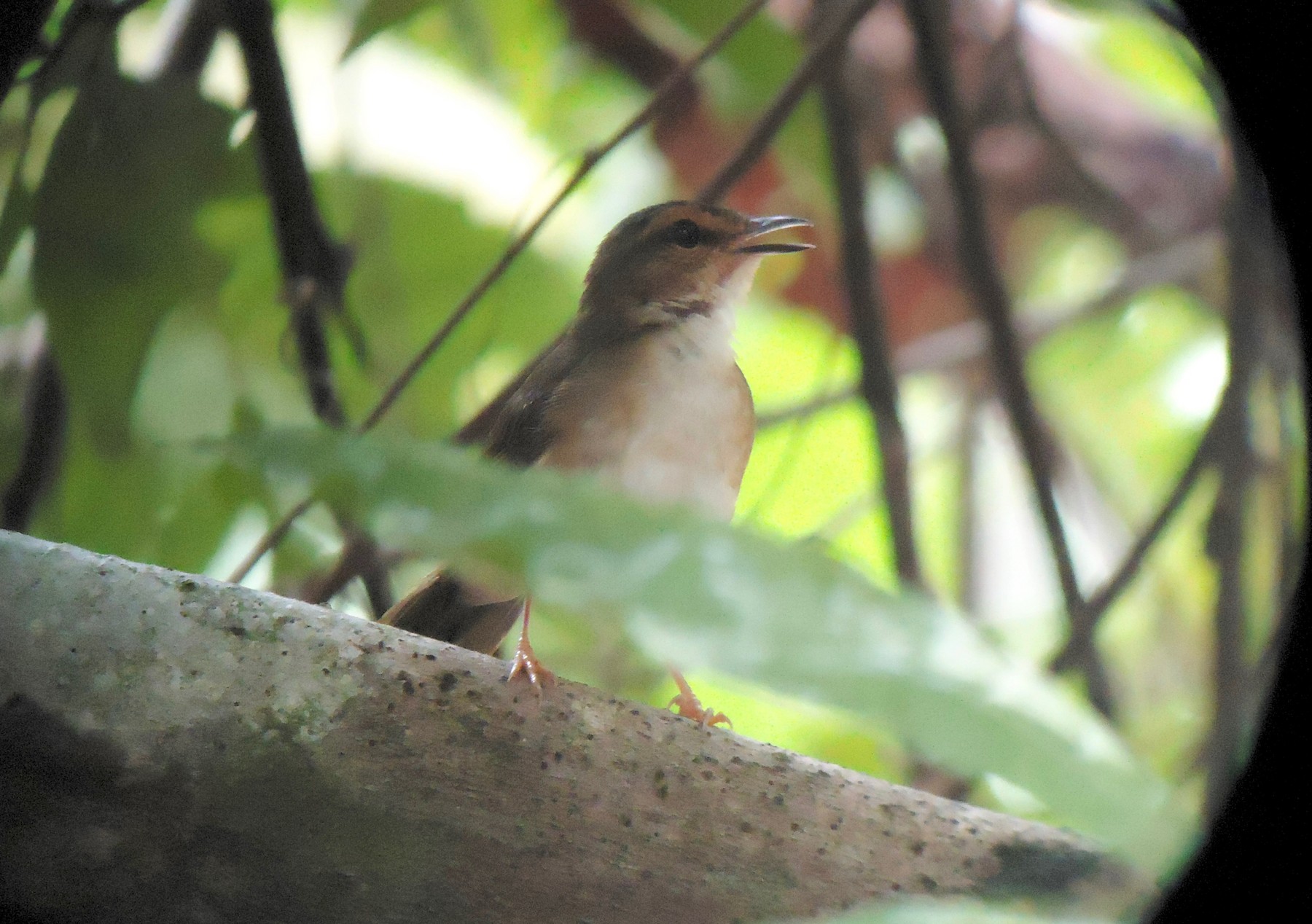 Arañero Ribereño (mesoleuca) - eBird