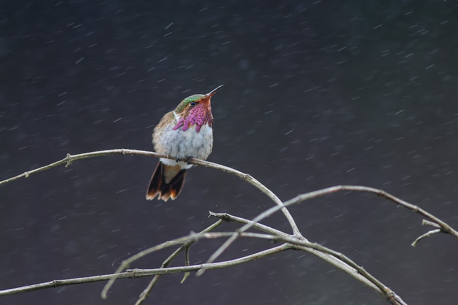 Colibrí Volcanero (flammula) - eBird