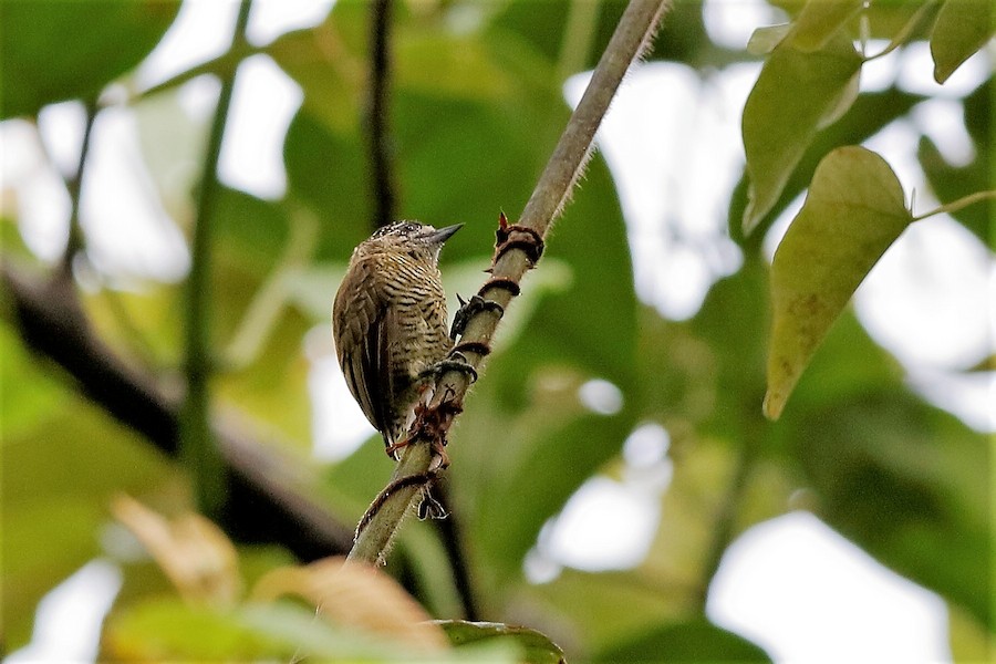 Golden-spangled Piculet (Pernambuco) - eBird