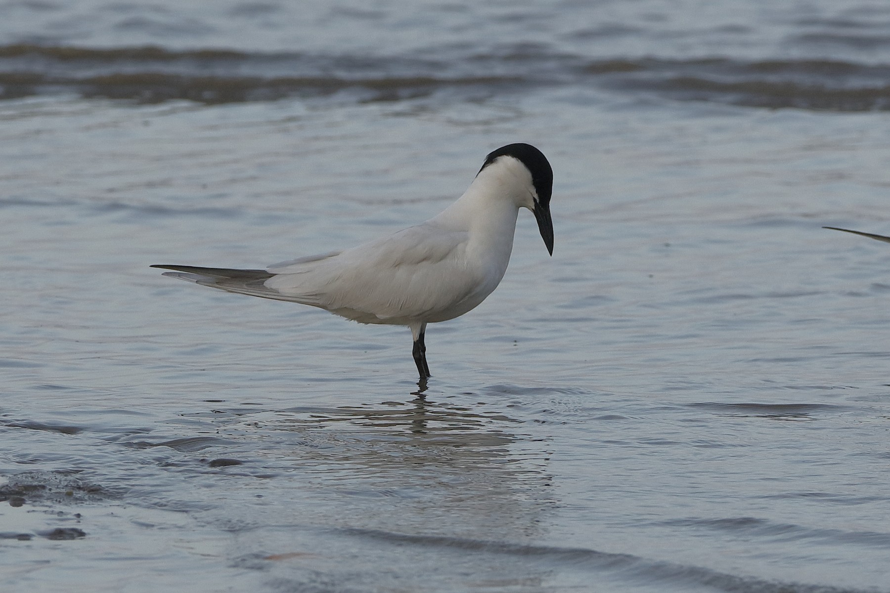Gull-billed Tern (Australian) - eBird