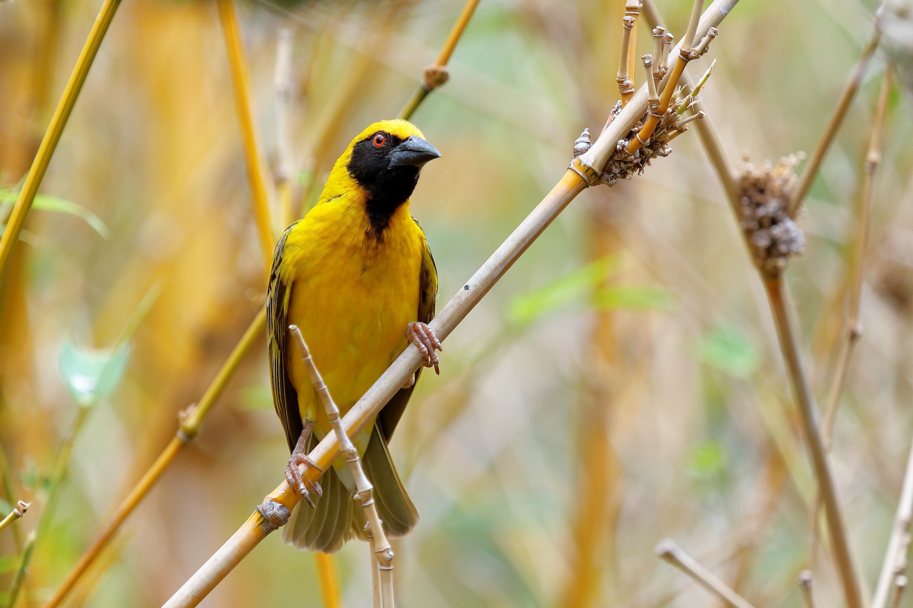 Stor Maskevæver (ssp. spilonotus) - eBird