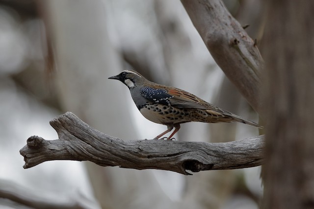 Photos - Spotted Quail-thrush - Cinclosoma punctatum - Birds of the World