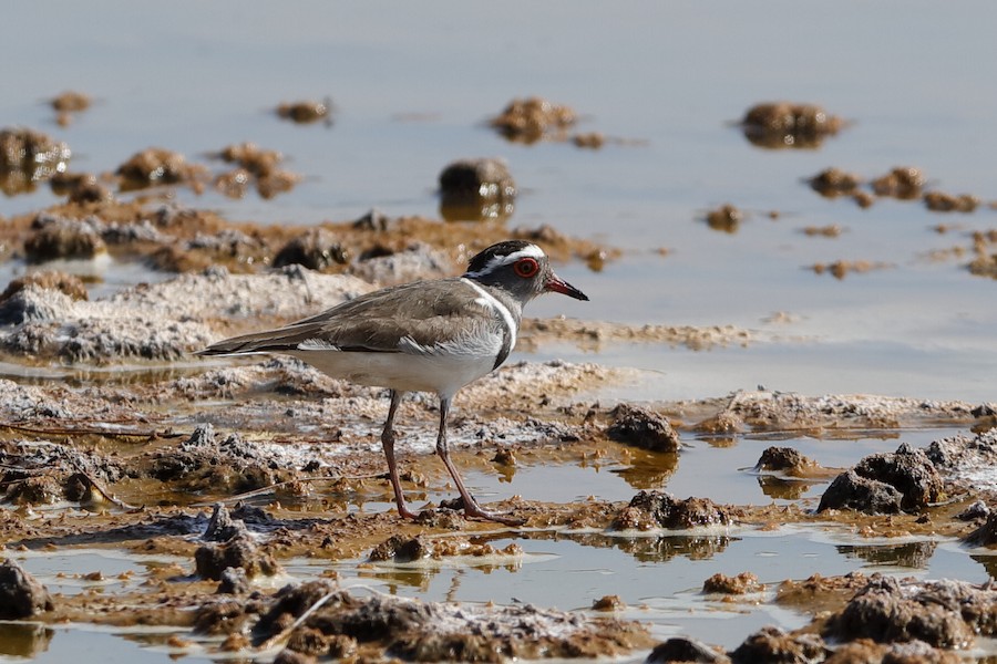 Three-banded Plover (Madagascar) - eBird