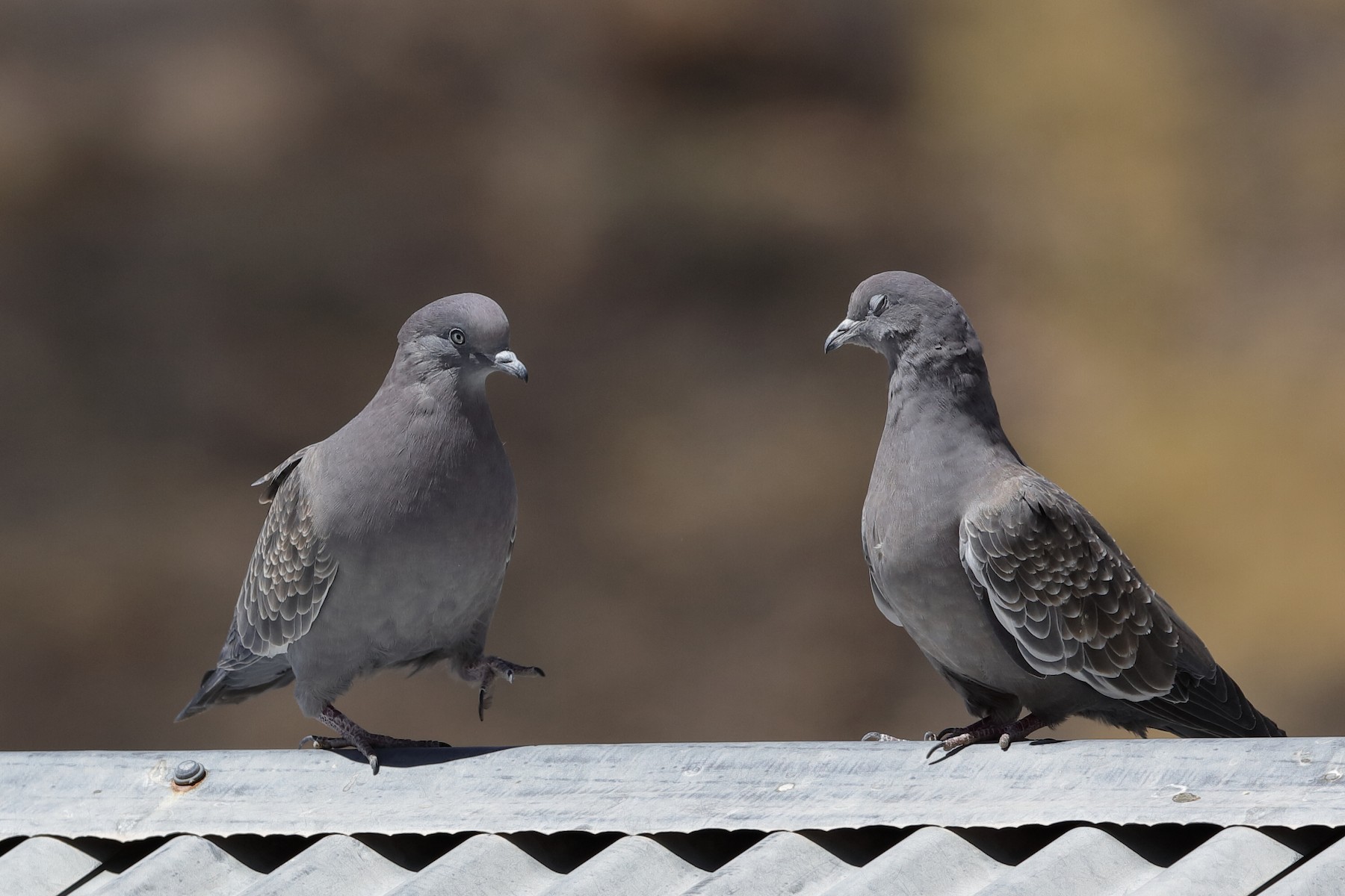 Spot-winged Pigeon (albipennis) - eBird