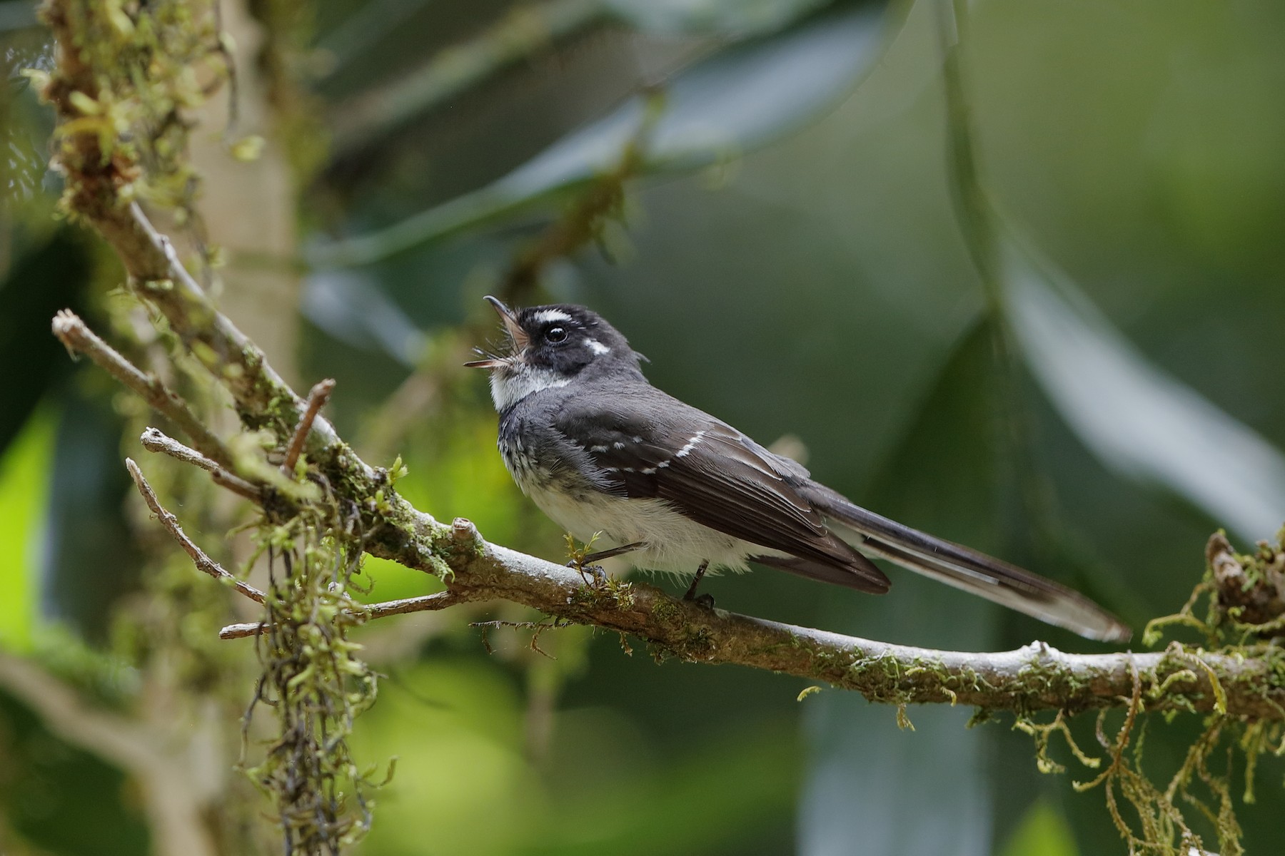 Grey Fantail (keasti) - eBird
