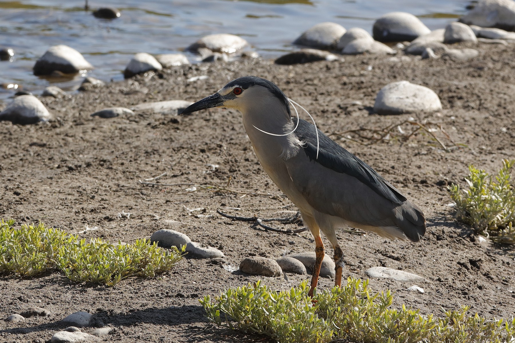 Garza Bruja (obscurus) - eBird