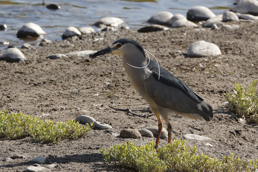 Martinete común (obscurus) - eBird