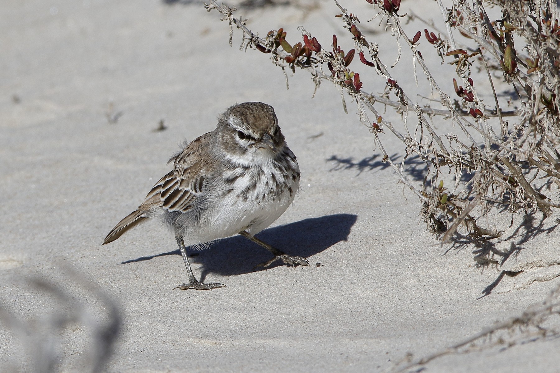 Dune Lark (Coastal) - eBird