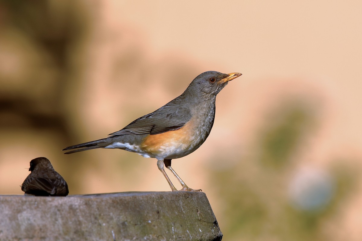 African Thrush (African) - eBird
