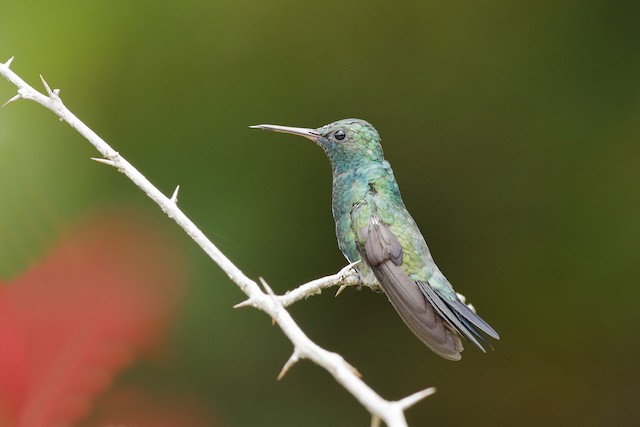Blue Chinned Sapphire