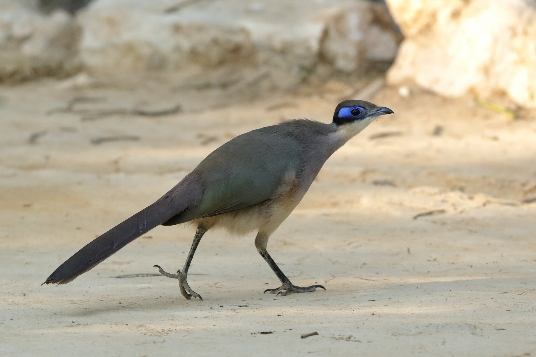 Red-capped Coua (Green-capped) - eBird