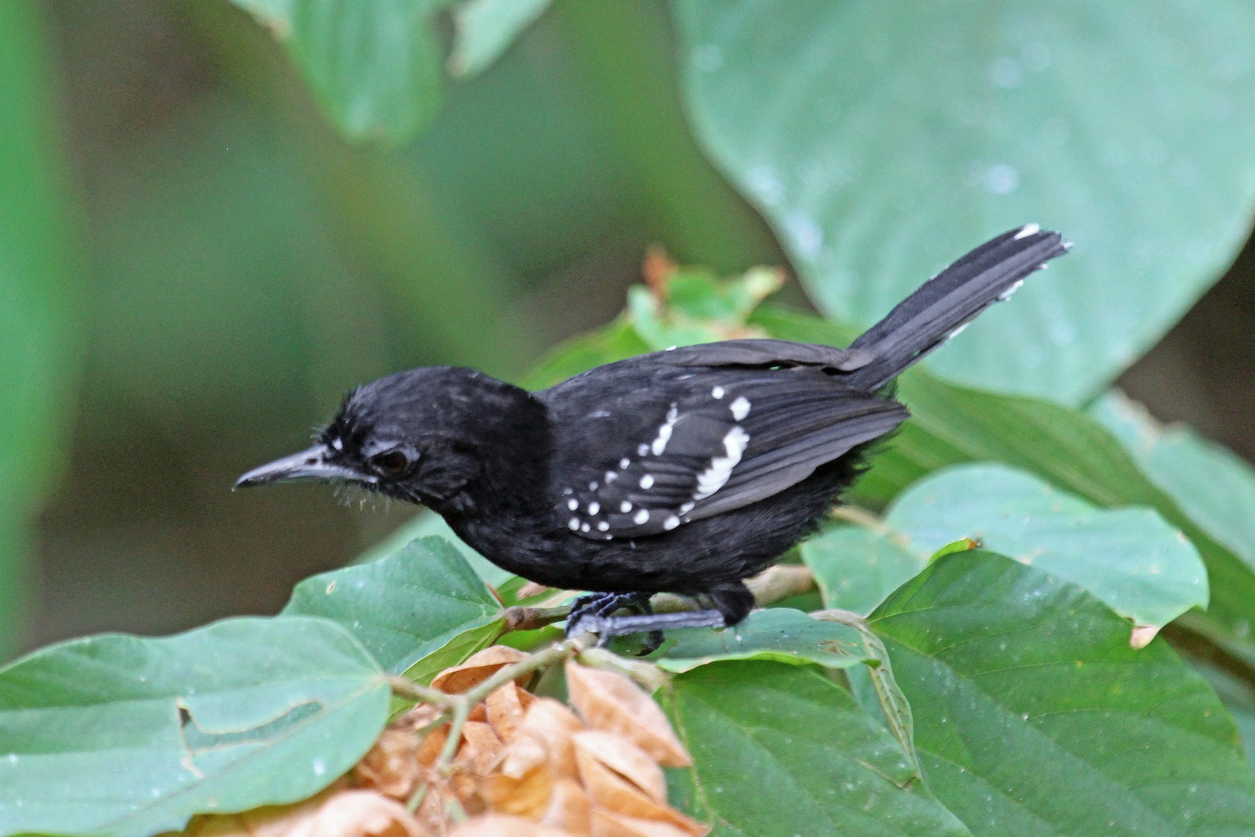 Dot-winged Antwren (Boucard's) - eBird
