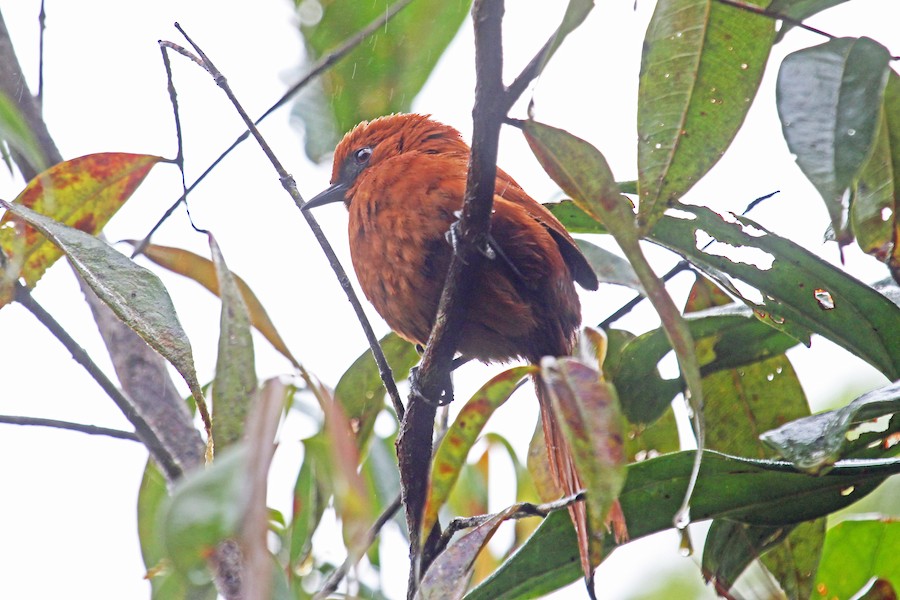 Rufous Spinetail (unirufa) - eBird