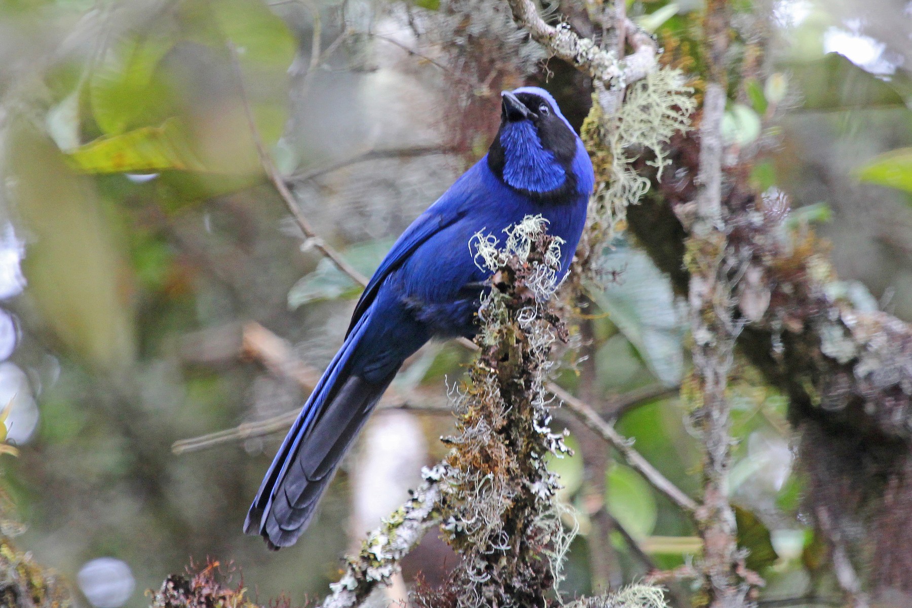 Black-collared Jay (Black-collared) - eBird