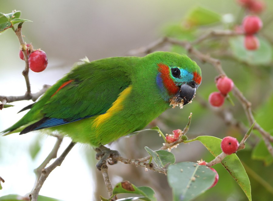 Lorito dobleojo (grupo diophthalma) - eBird