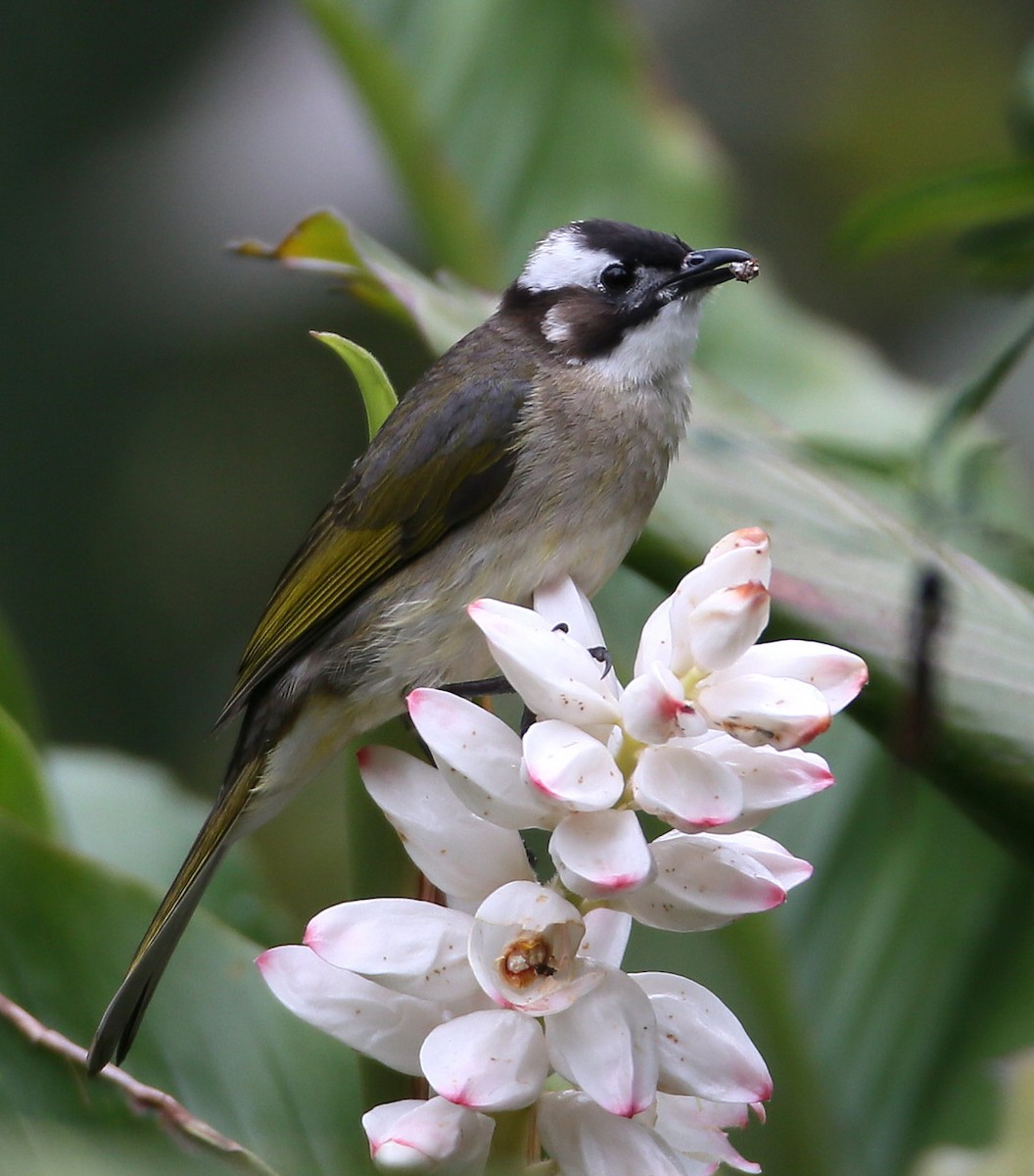 Light-vented Bulbul - Pycnonotus sinensis - Media Search - Macaulay ...