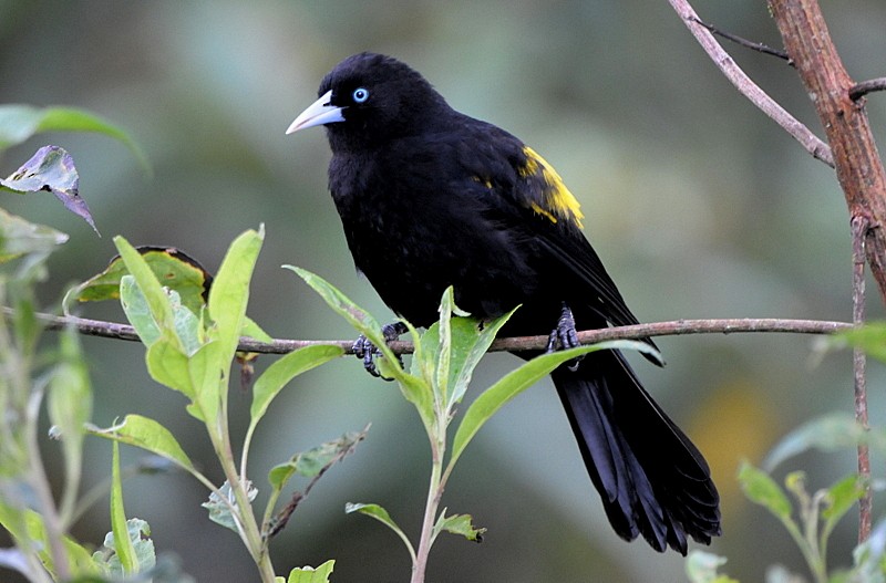 Northern Mountain Cacique - eBird