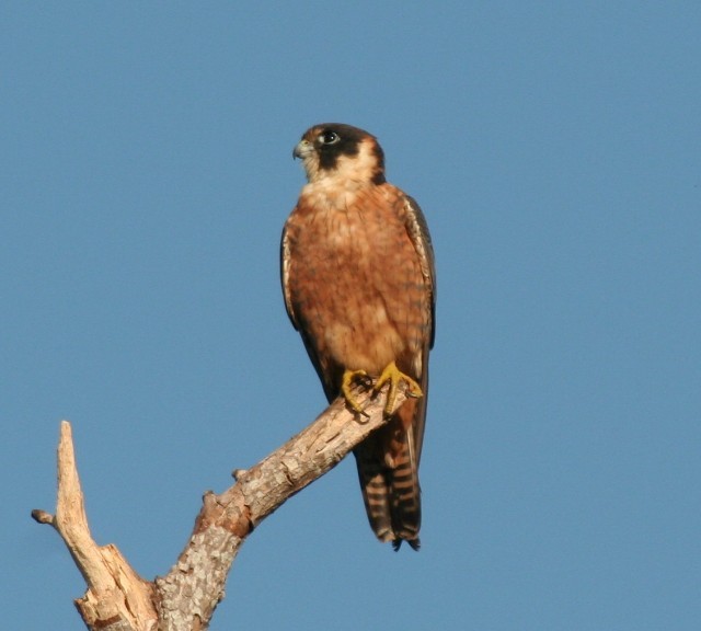 Photos - Australian Hobby - Falco longipennis - Birds of the World