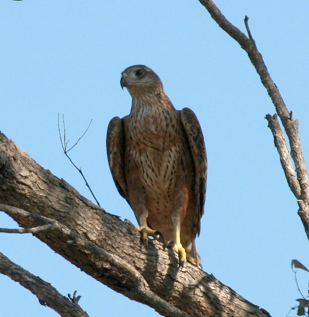 Photos - Red Goshawk - Erythrotriorchis radiatus - Birds of the World