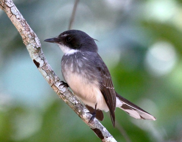 Photos - Northern Fantail - Rhipidura rufiventris - Birds of the World