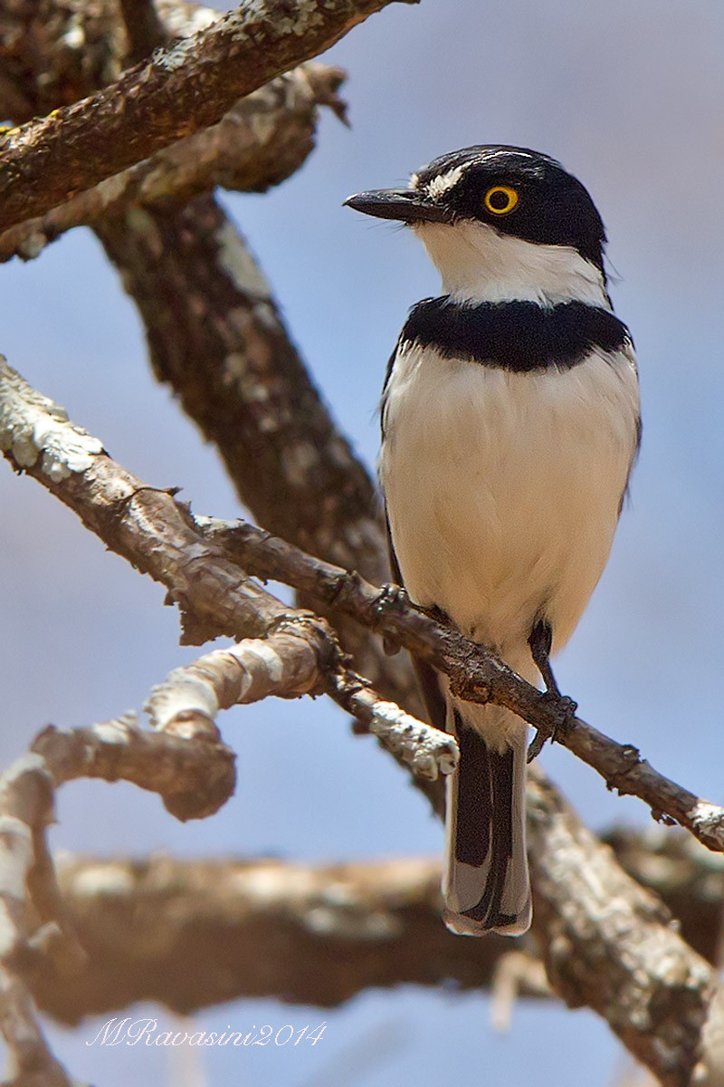 Eastern Black-headed Batis - eBird