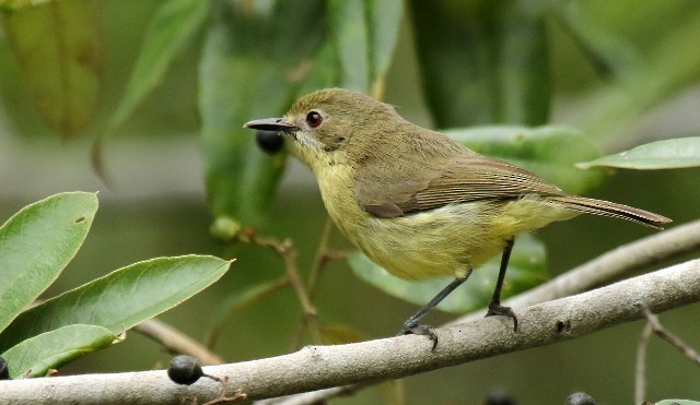 Fairy Gerygone (Fairy) - eBird