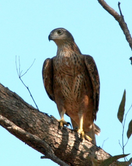 Photos - Red Goshawk - Erythrotriorchis radiatus - Birds of the World