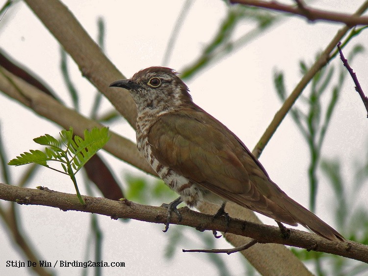 Little Bronze-Cuckoo (Gould's) - eBird