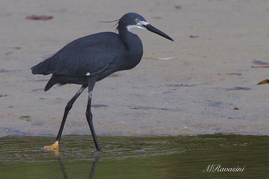Dimorphic Egret - eBird