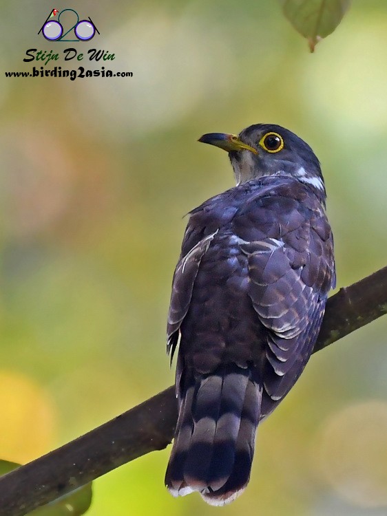 ML204354951 Malaysian Hawk-Cuckoo Macaulay Library