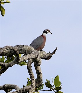 Collared Imperial-Pigeon - Ducula mullerii - Birds of the World